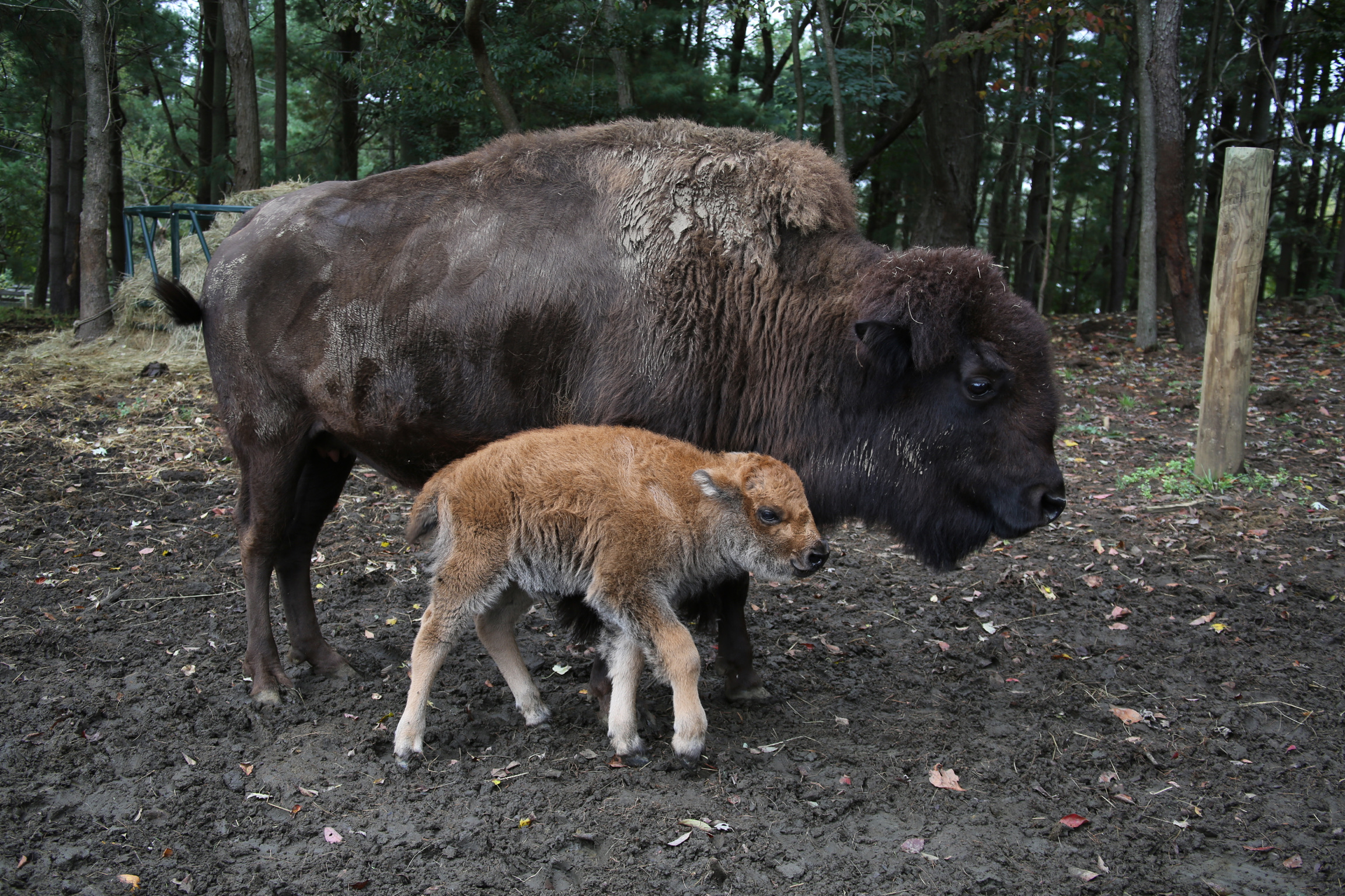 bowtie-bison-farm-ranch